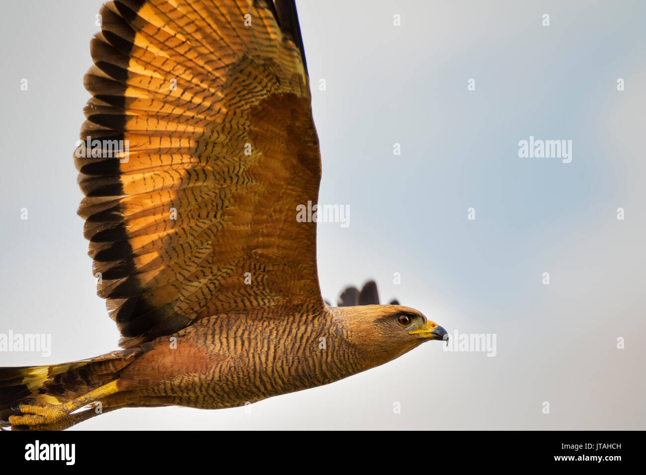 Savannah Hawk (Buteogallus meridionalis) in flight, Pantanal, Brazil ...