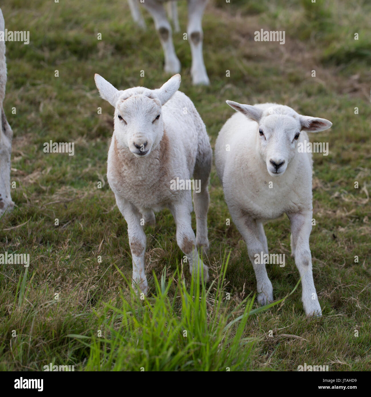 Lamb square hi-res stock photography and images - Alamy