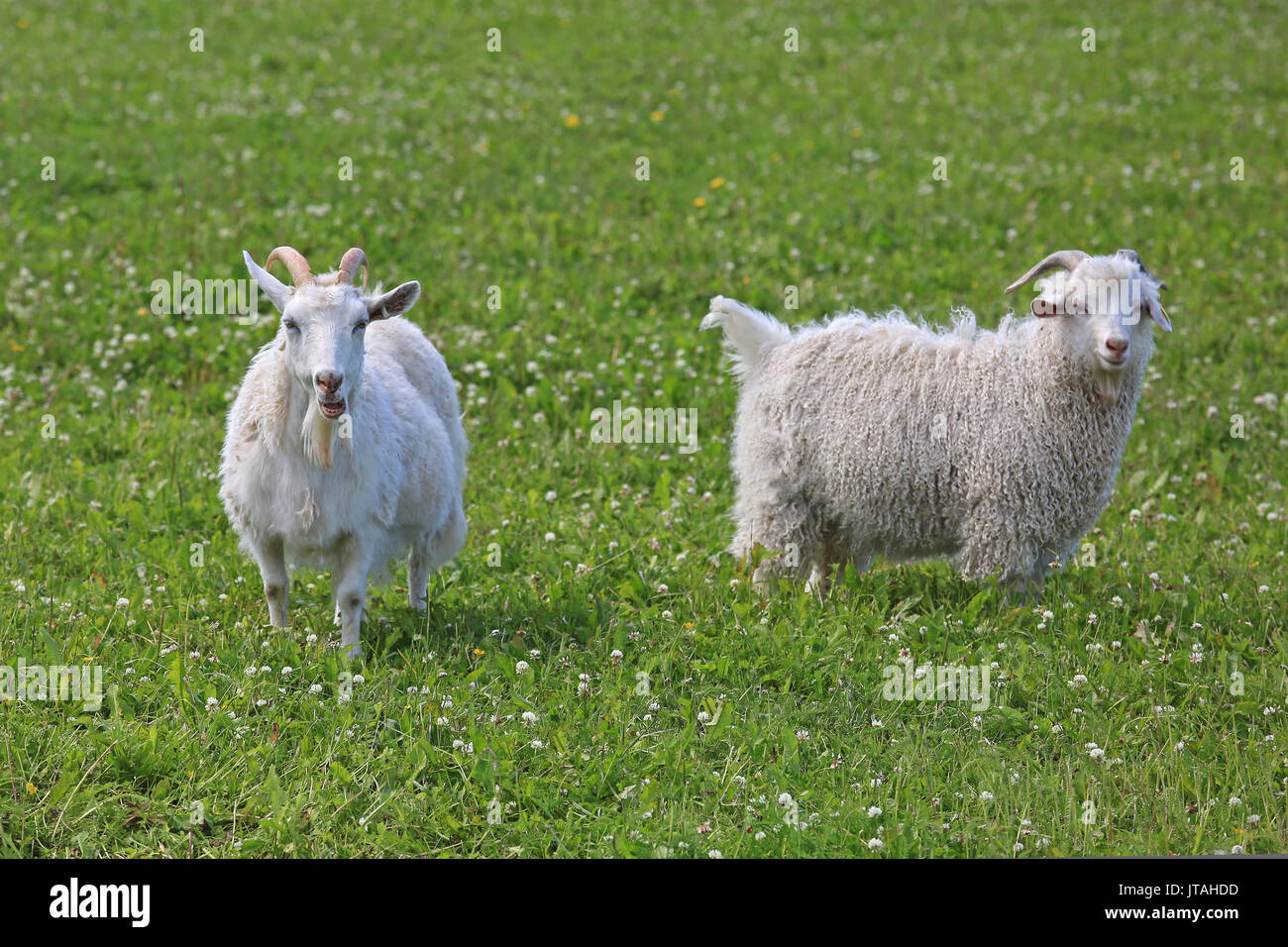 Two male goats on green grassy meadow, focus on the animal on the left ...