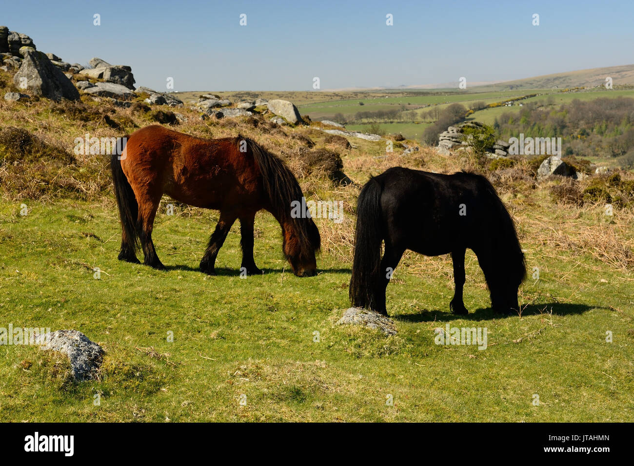 Hardy ponies for landscape grazing hi-res stock photography and images ...
