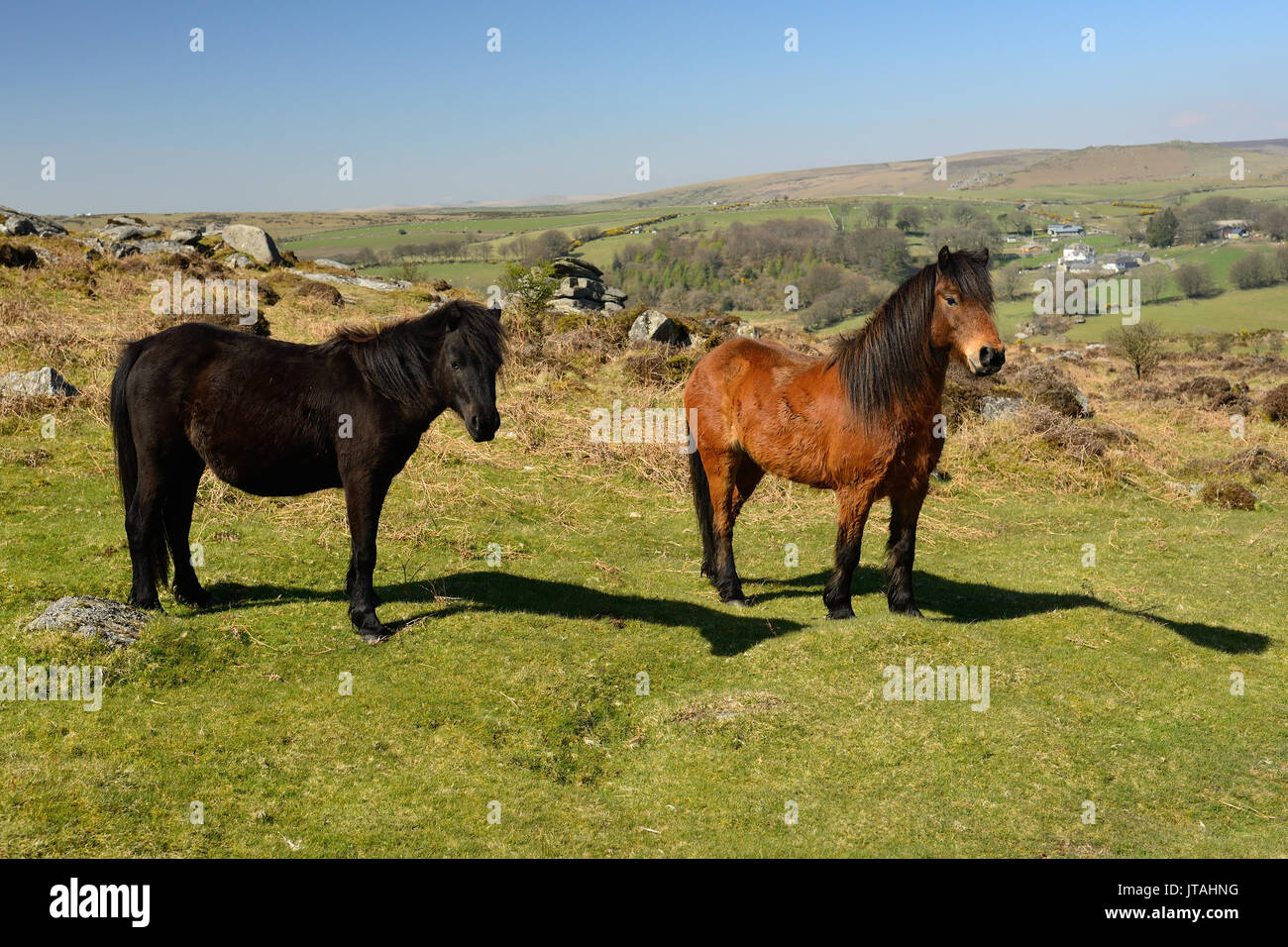 Hardy ponies for landscape grazing hi-res stock photography and images ...