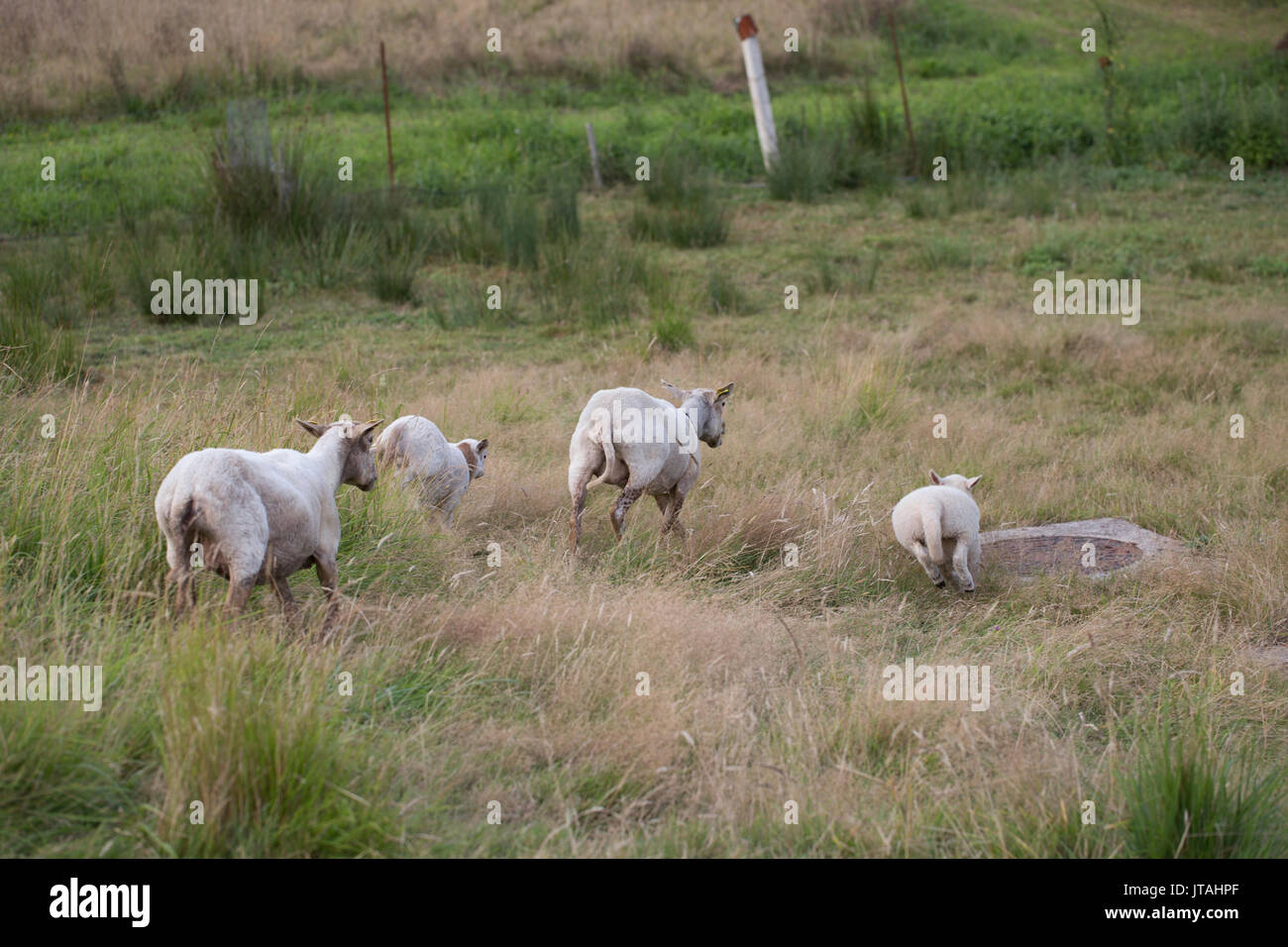 Sheep running hi-res stock photography and images - Alamy