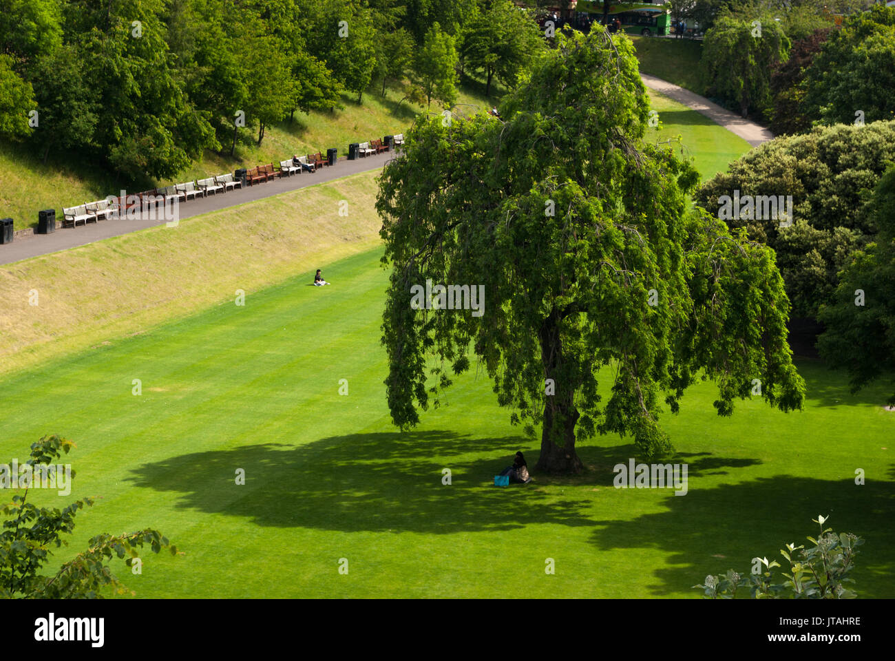 Tree in East Princes St Gardens, Edinburgh, Scotland Stock Photo - Alamy