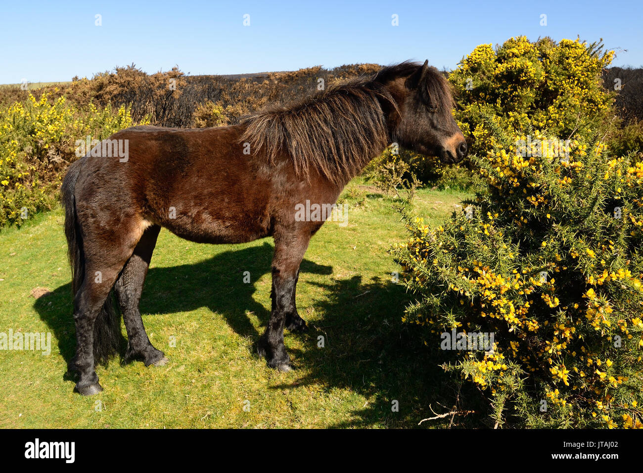Ponies eating gorse hi-res stock photography and images - Alamy