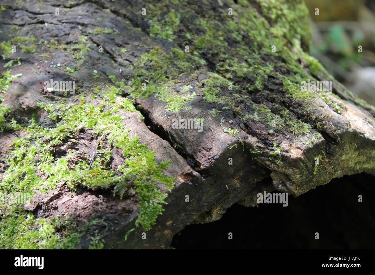 Moss plants hi-res stock photography and images - Alamy