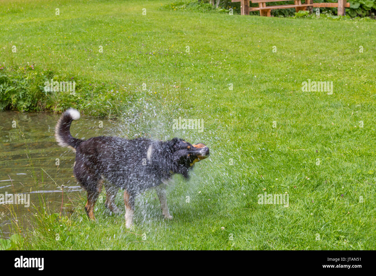 dog shaking off water after swimming in a lake Stock Photo - Alamy
