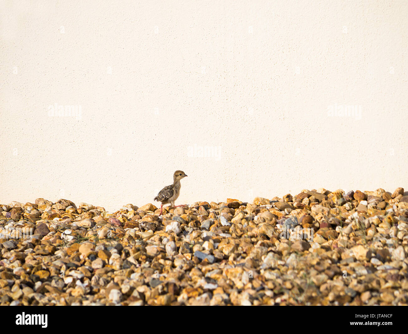 red-legged partridge chick running on stones. the baby bird looks tiny ...