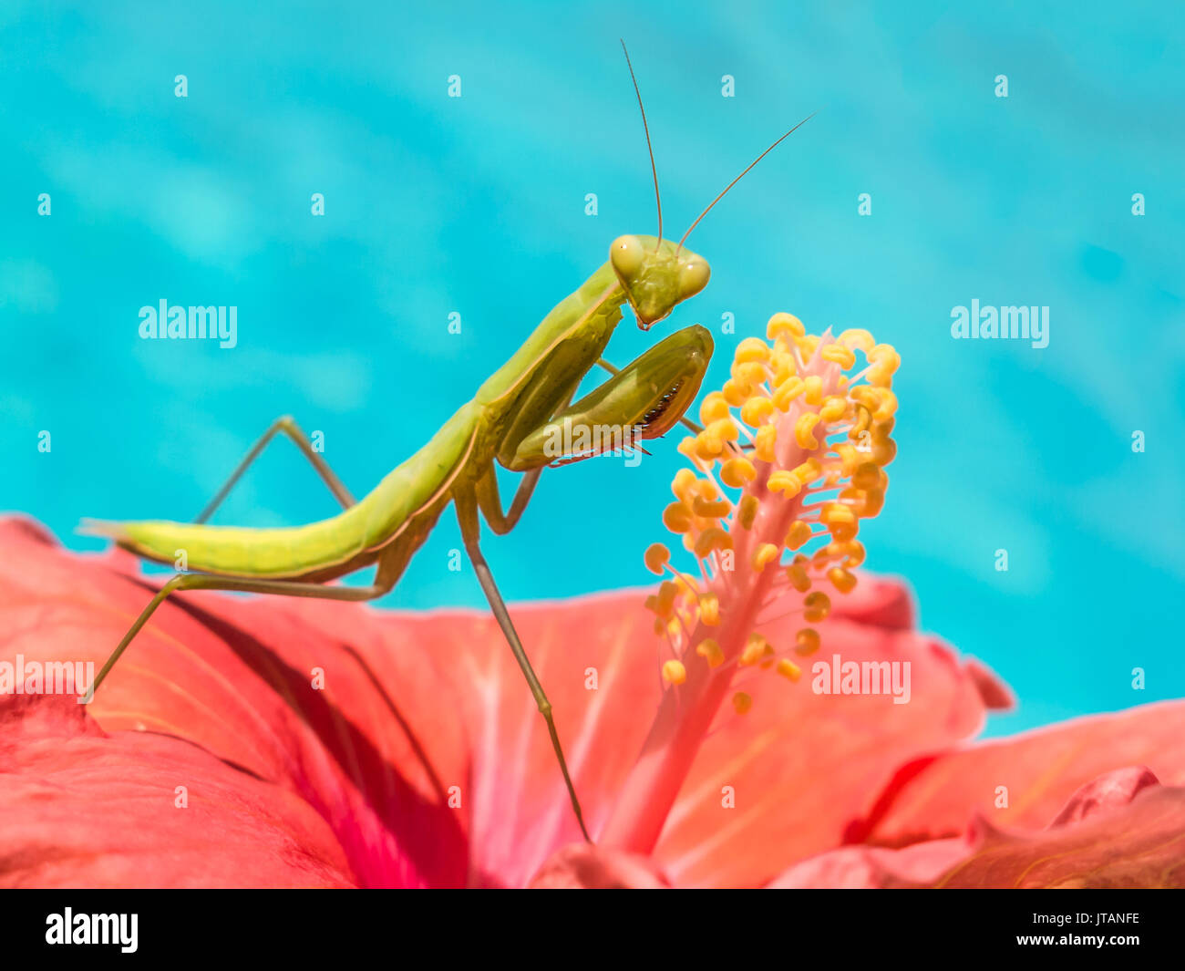 Green praying mantis standing on a pink hibiscus flower in Andalucia ...