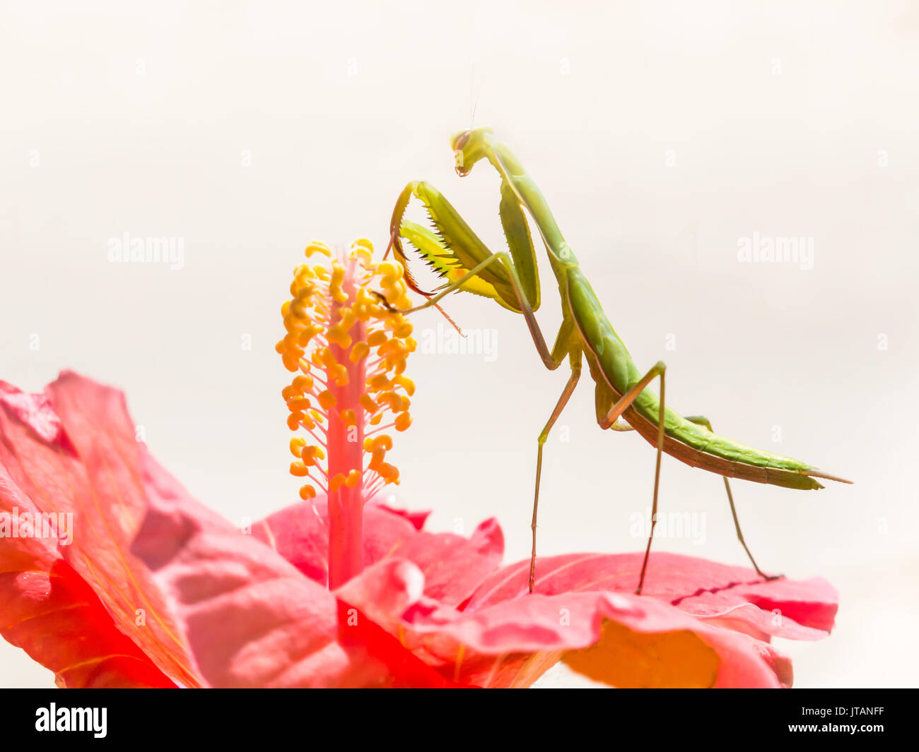 Green praying mantis standing on a pink hibiscus flower in Andalucia ...