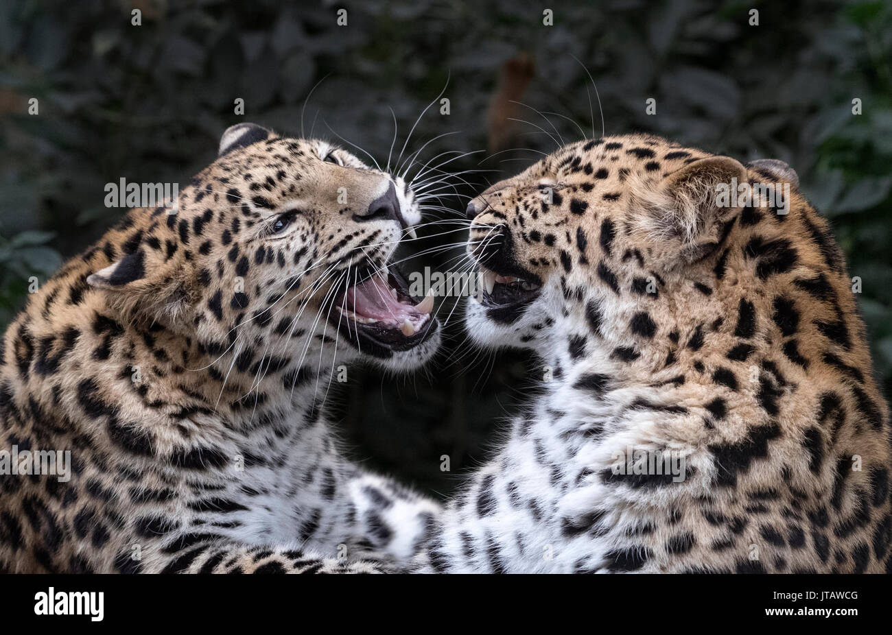 Panthera pardus orientalis hi-res stock photography and images - Alamy