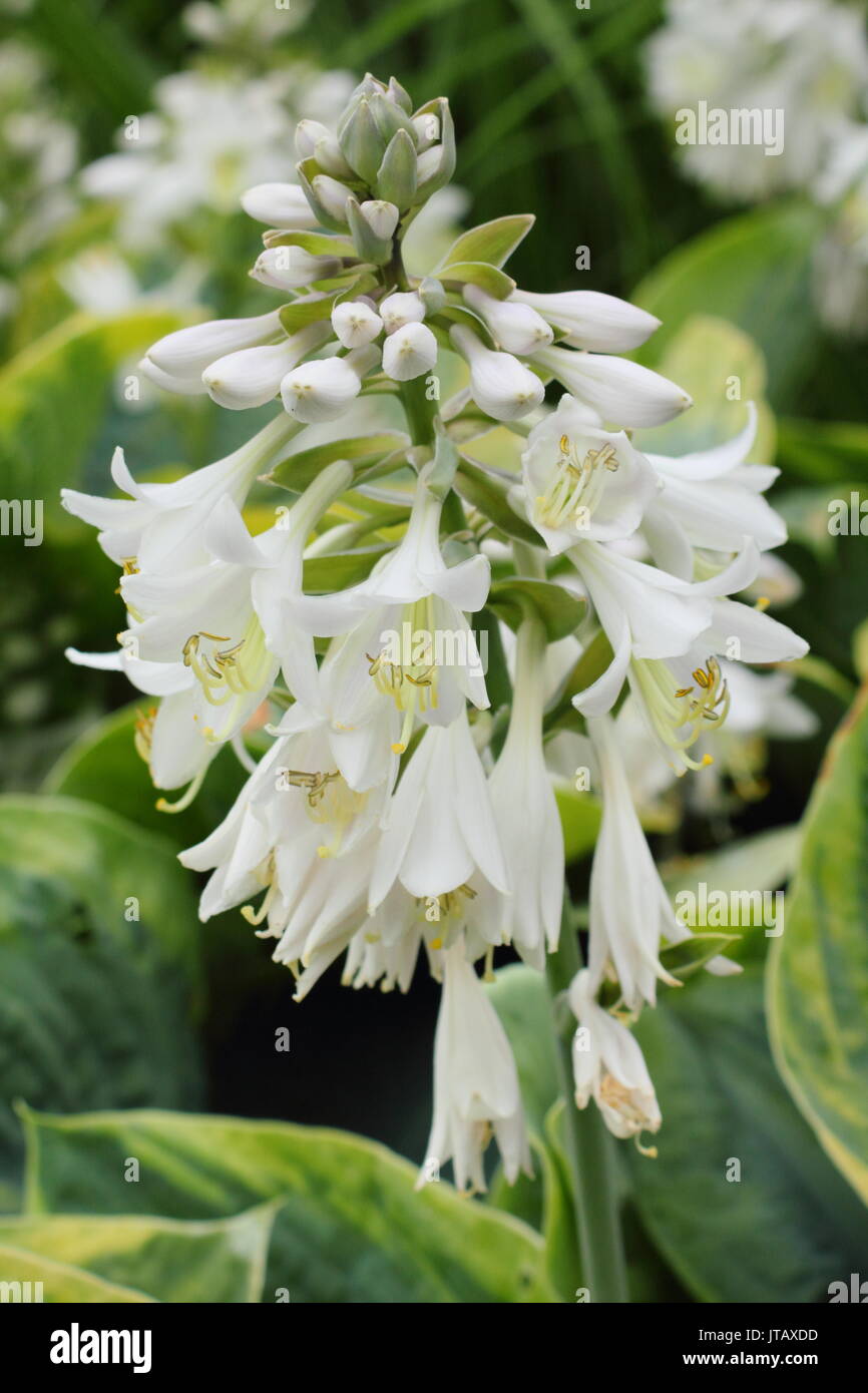 Flowering hostas hi-res stock photography and images - Alamy