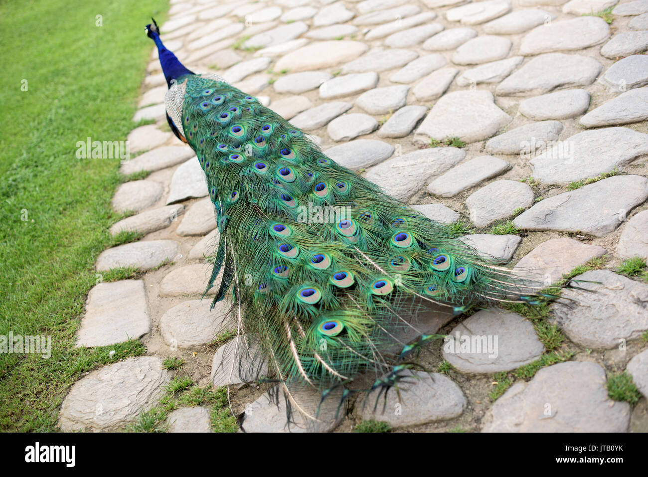 A Beautiful peacock on a stone path Stock Photo - Alamy