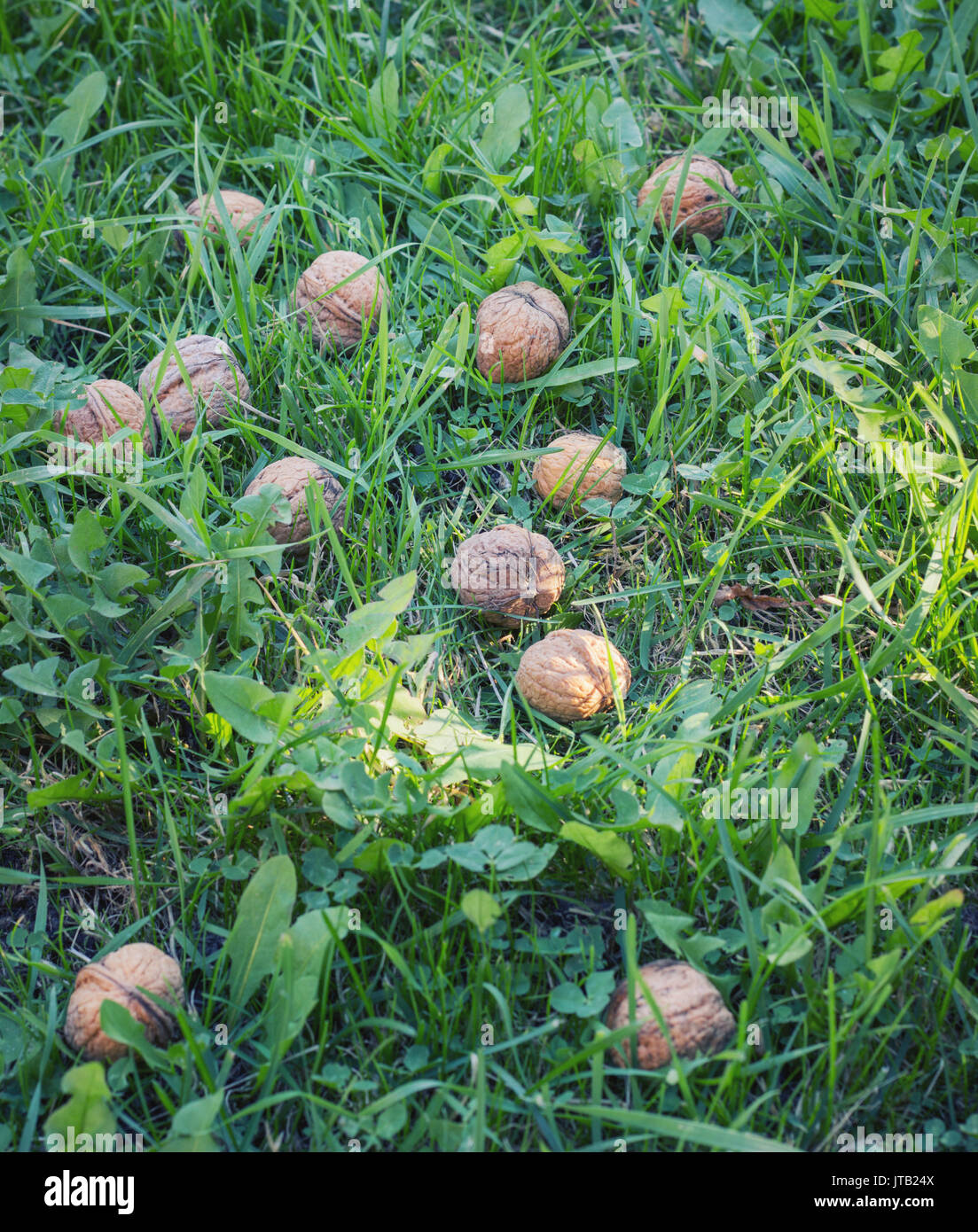 Grass diet hi-res stock photography and images - Alamy