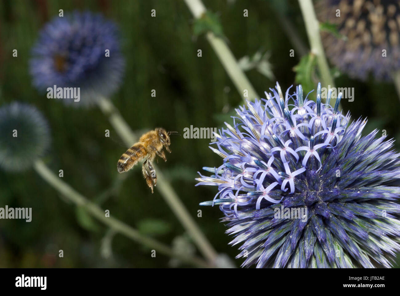 Globe thistles hi-res stock photography and images - Alamy