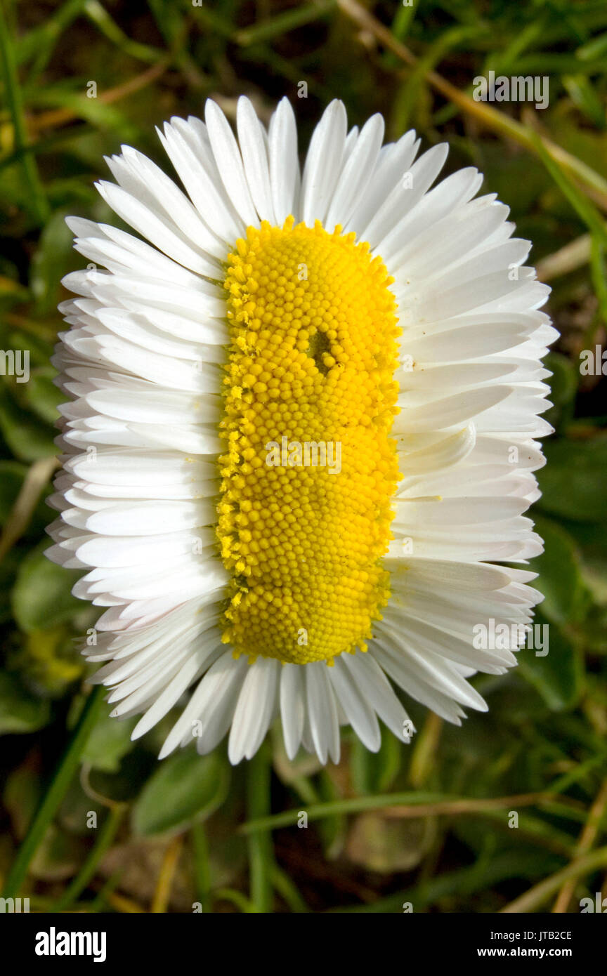 Fasciation Flower Stock Photos & Fasciation Flower Stock Images - Alamy