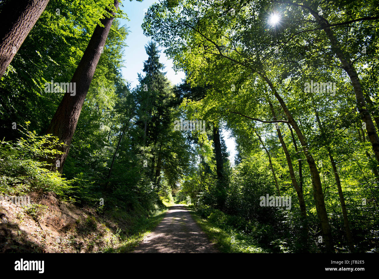 Beautiful path in the Black Forest near Freiburg Stock Photo - Alamy
