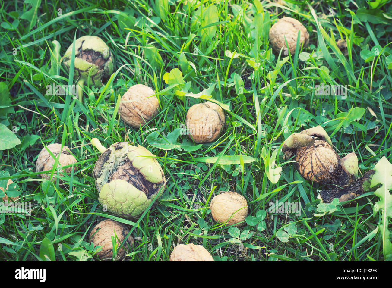 Grass diet hi-res stock photography and images - Alamy