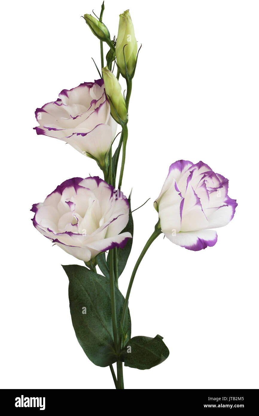 White with purple edges eustoma flower isolated on white background ...