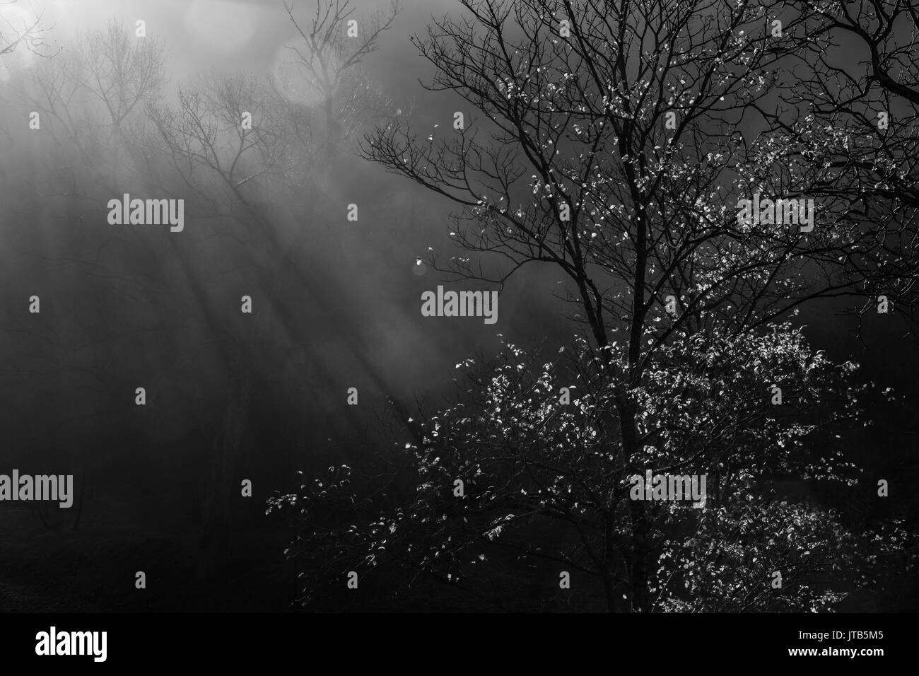 Strong sun rays Black and White Stock Photos & Images - Alamy