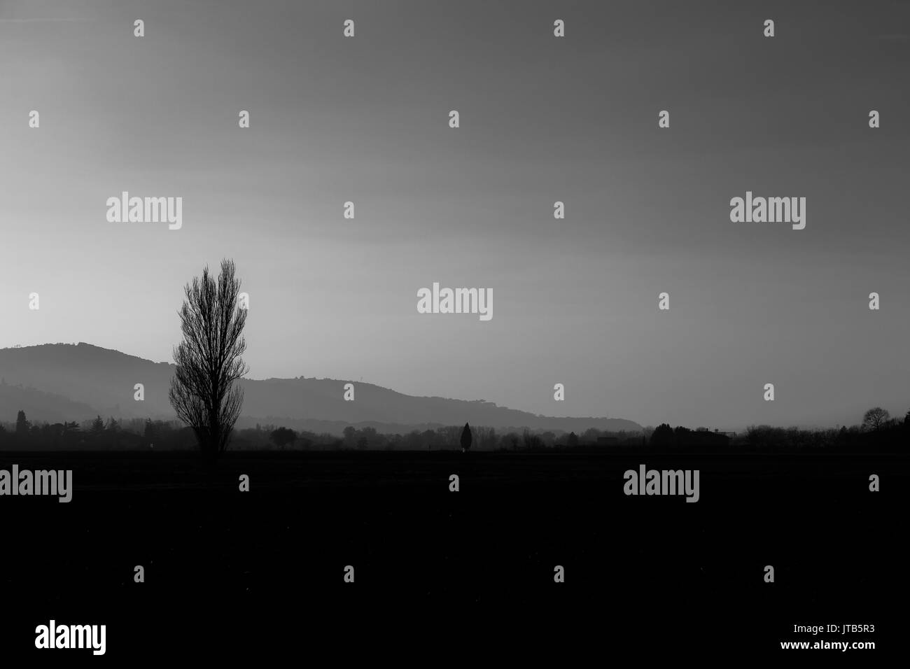 Simple view of a tree in the country, with some more distant trees ...