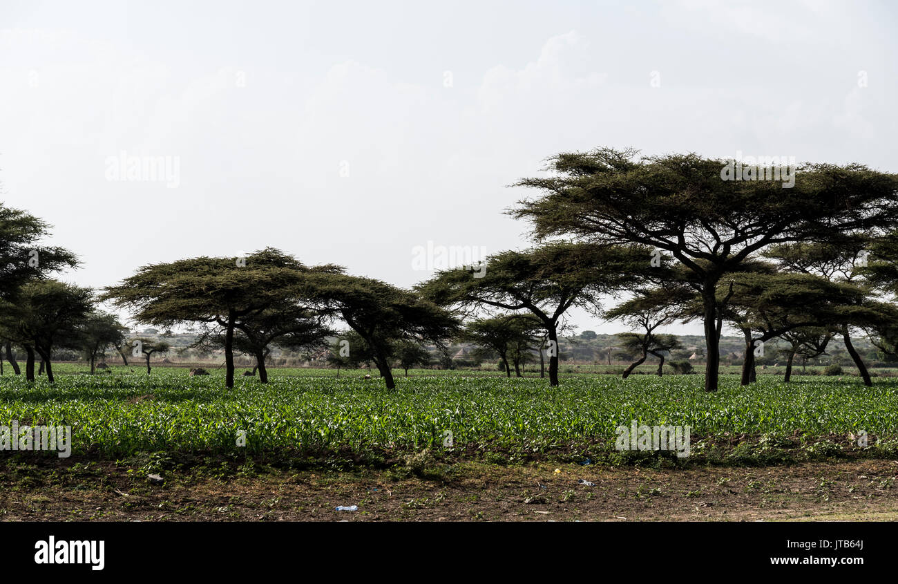 Acacias Tree in Addis Ababa Ethiopia, Africa Stock Photo - Alamy