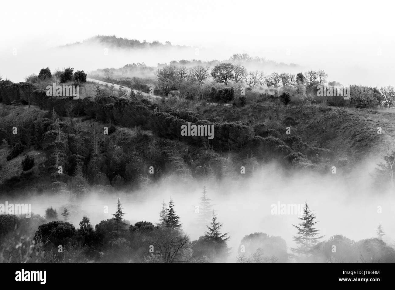 Forest with fog in the middle Stock Photo - Alamy