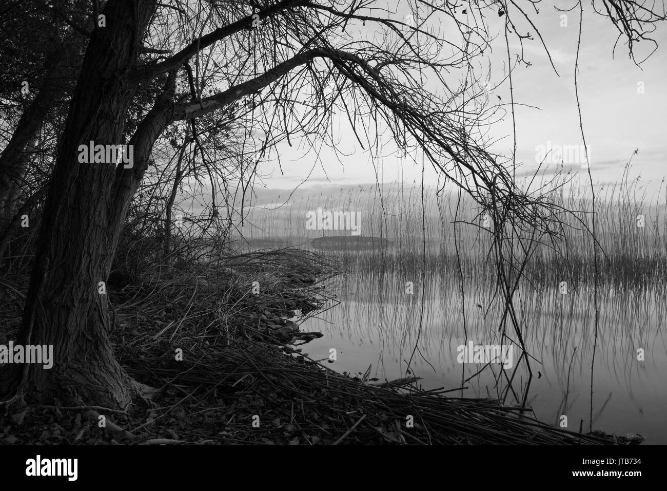 A tree near a lake in winter, with skeletal branches touching the water ...