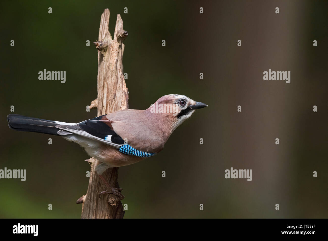 Eurasian Jay Garrulus glandarius North Norfolk spring Stock Photo - Alamy