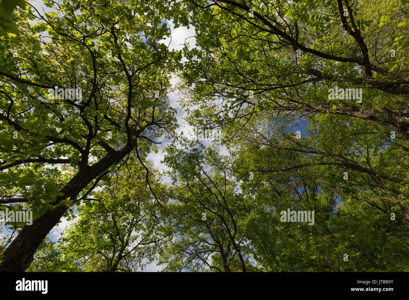 A view from below of some tall trees in spring against a blue sky Stock ...
