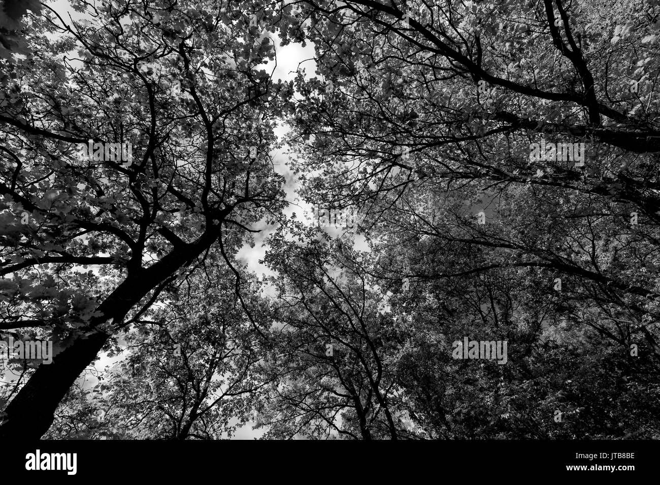 Tiny vertical lines Black and White Stock Photos & Images - Alamy