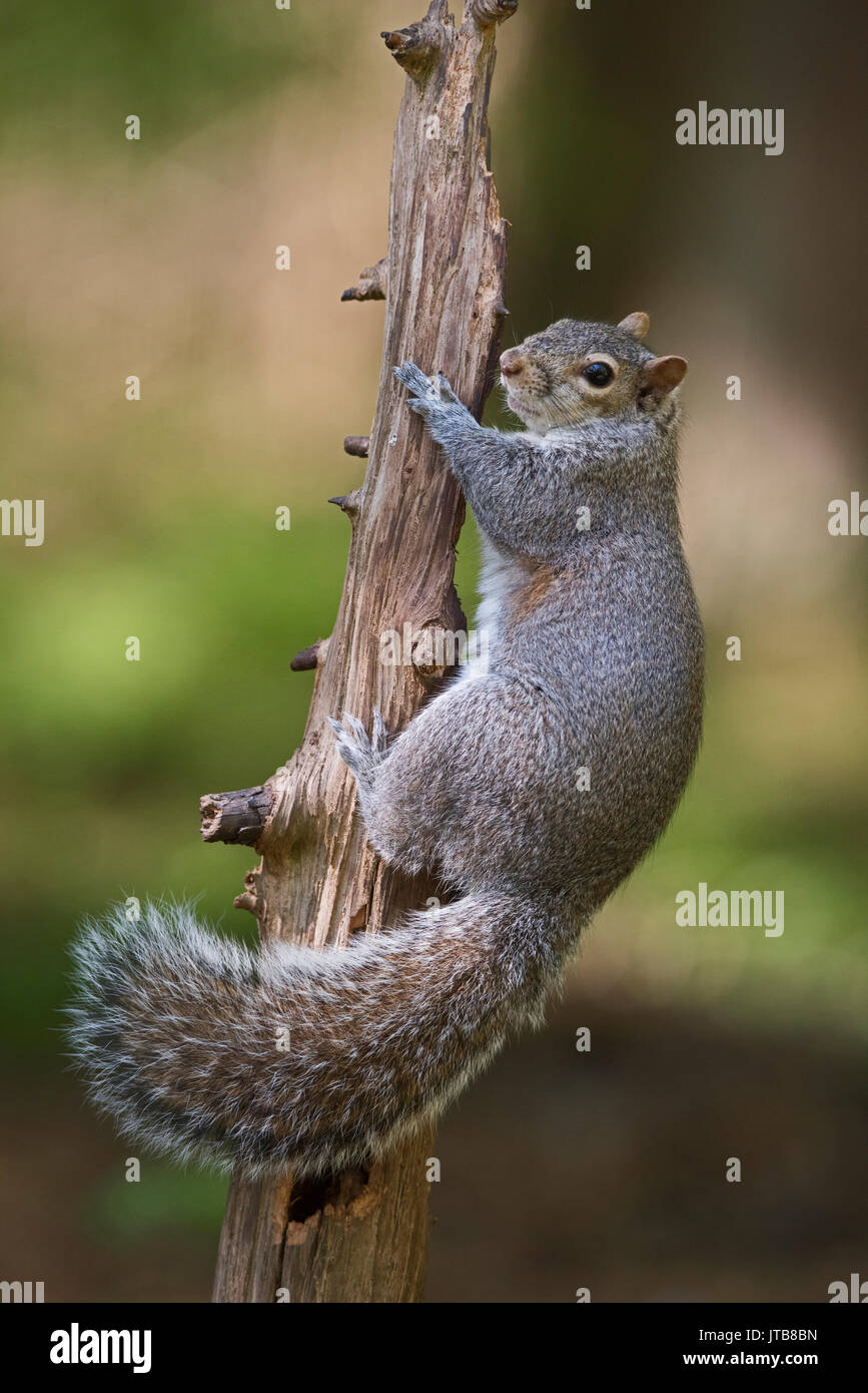 Grey (Eastern Gray) Squirrel Sciurus carolinensis in wood North Norfolk ...