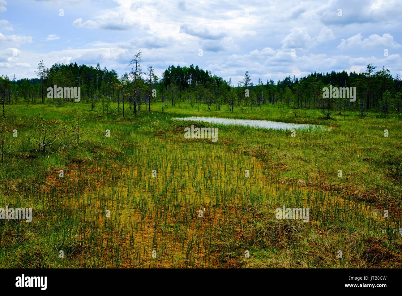 Swamp landscape hi-res stock photography and images - Alamy