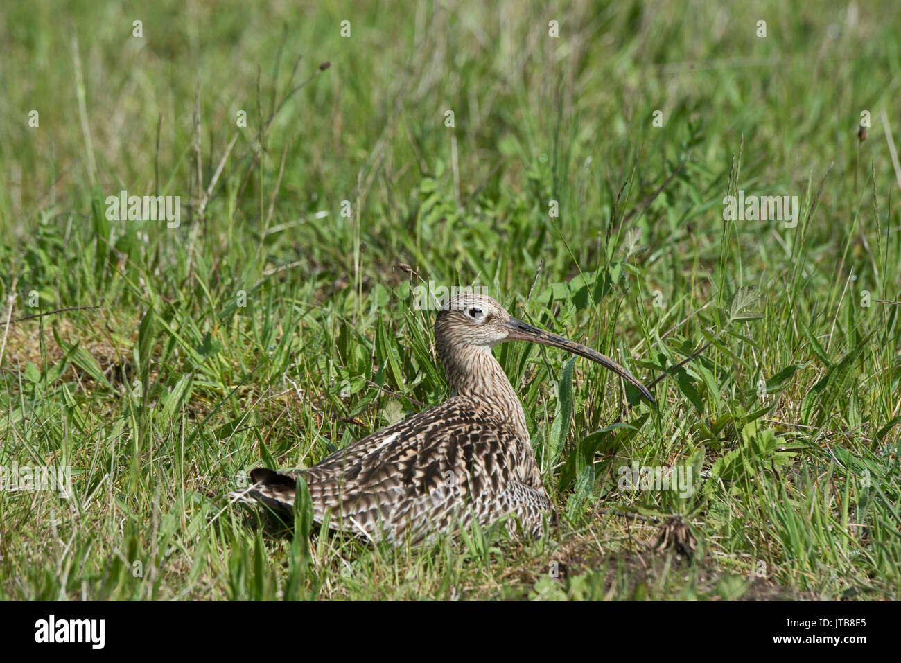 Eurasian Curlew Numenius arquata at nest in the Brecks Norfolk spring ...