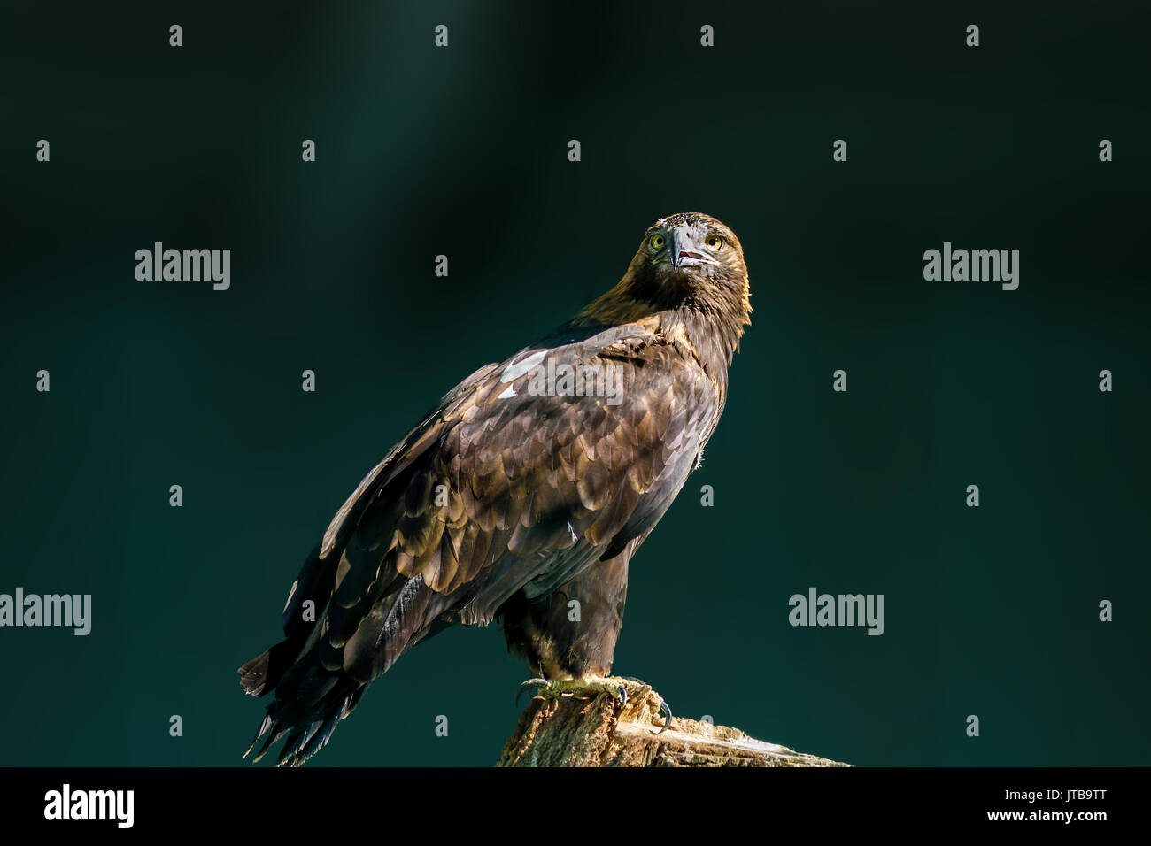 Image of a large bird of prey Stock Photo - Alamy