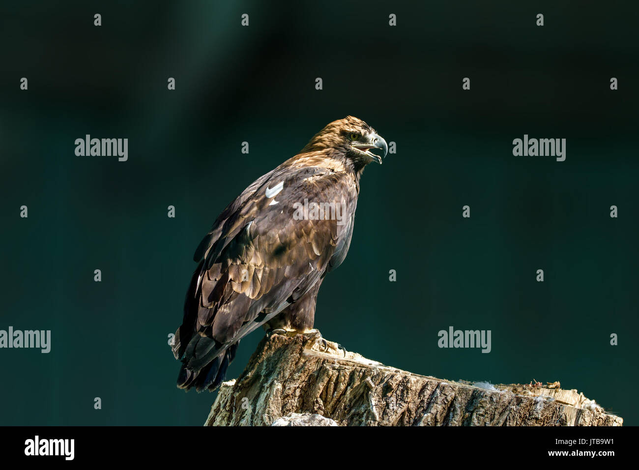 Image of a large bird of prey Stock Photo - Alamy