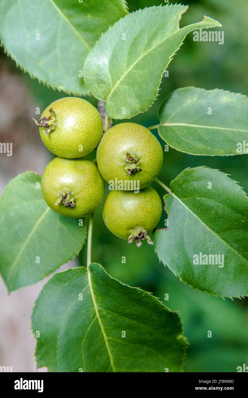 Image fruits of a wild pear ripen on a tree Stock Photo - Alamy