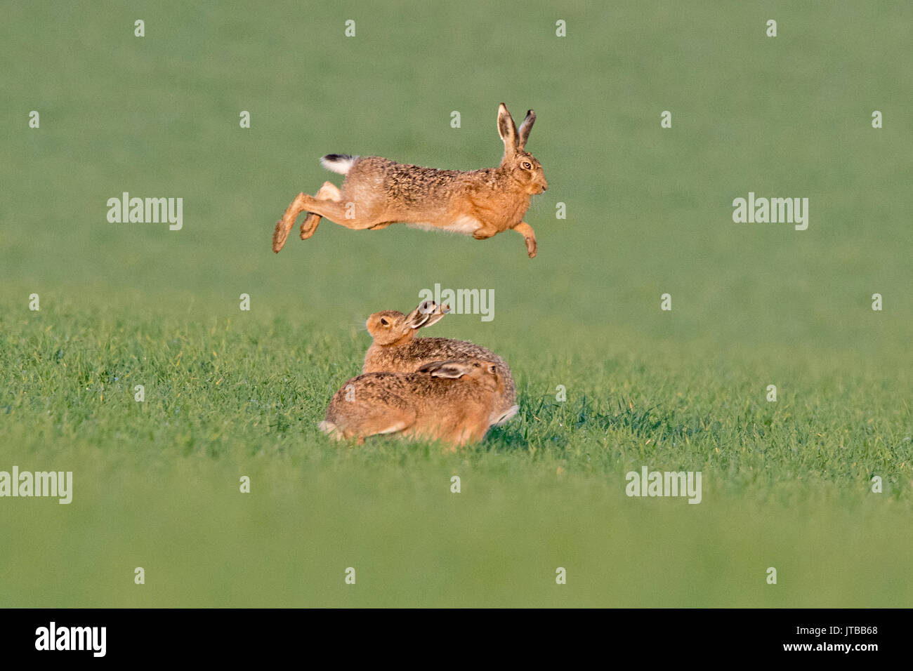Brown Hare Lepus europaeus boxing in spring North Norfolk Stock Photo ...
