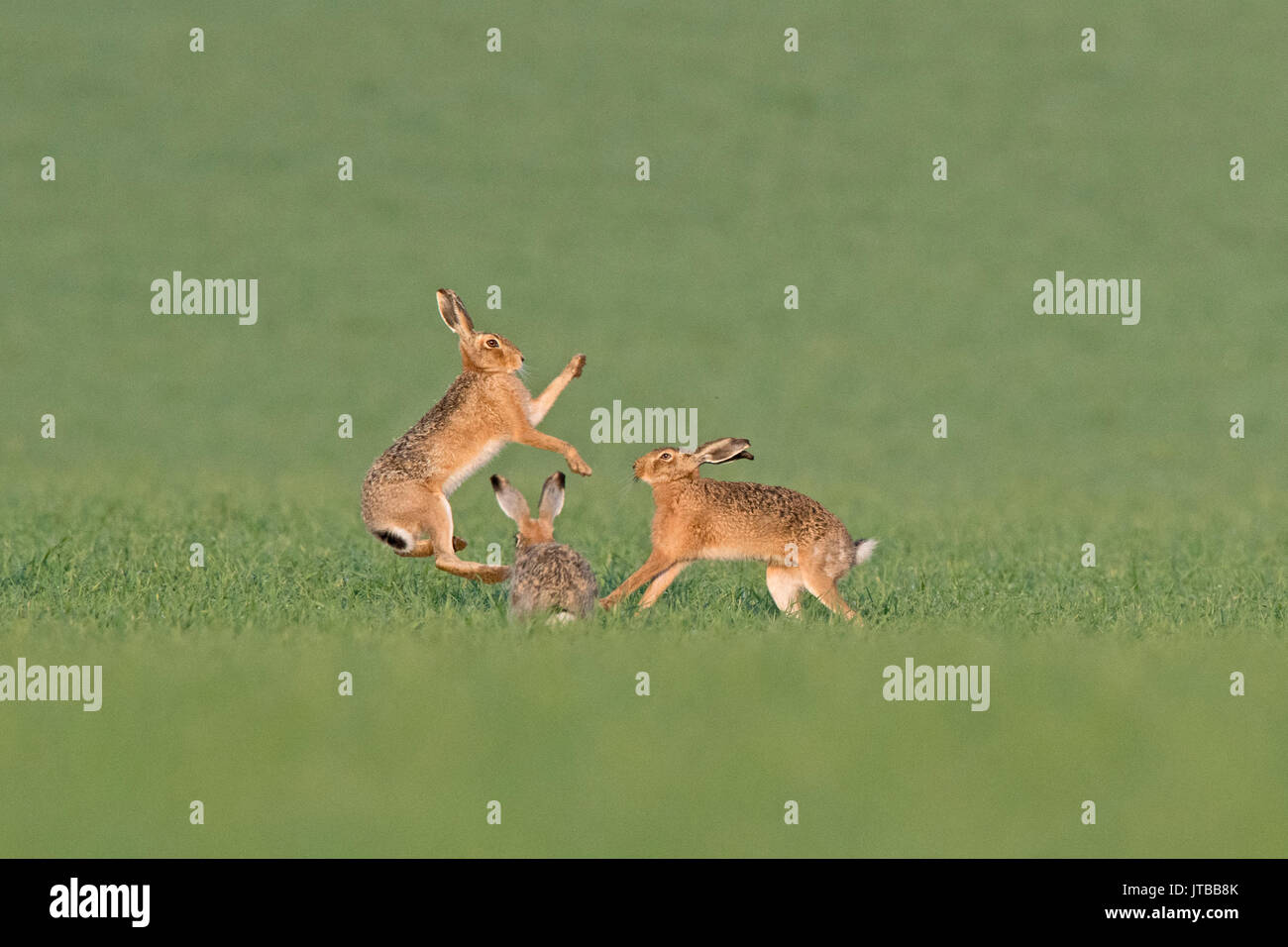 Brown Hare Lepus europaeus boxing in spring North Norfolk Stock Photo ...