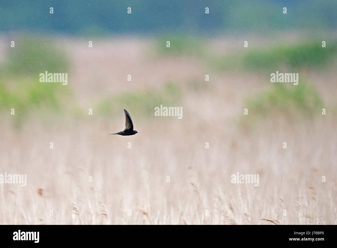 Common Swift Apus apus hunting insects in the rain over reedbed ...