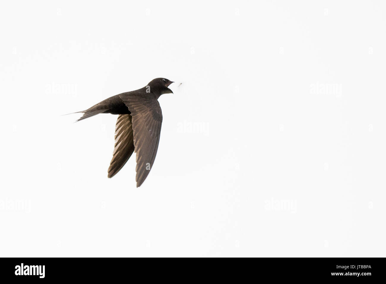 Swift insects Cut Out Stock Images & Pictures - Alamy