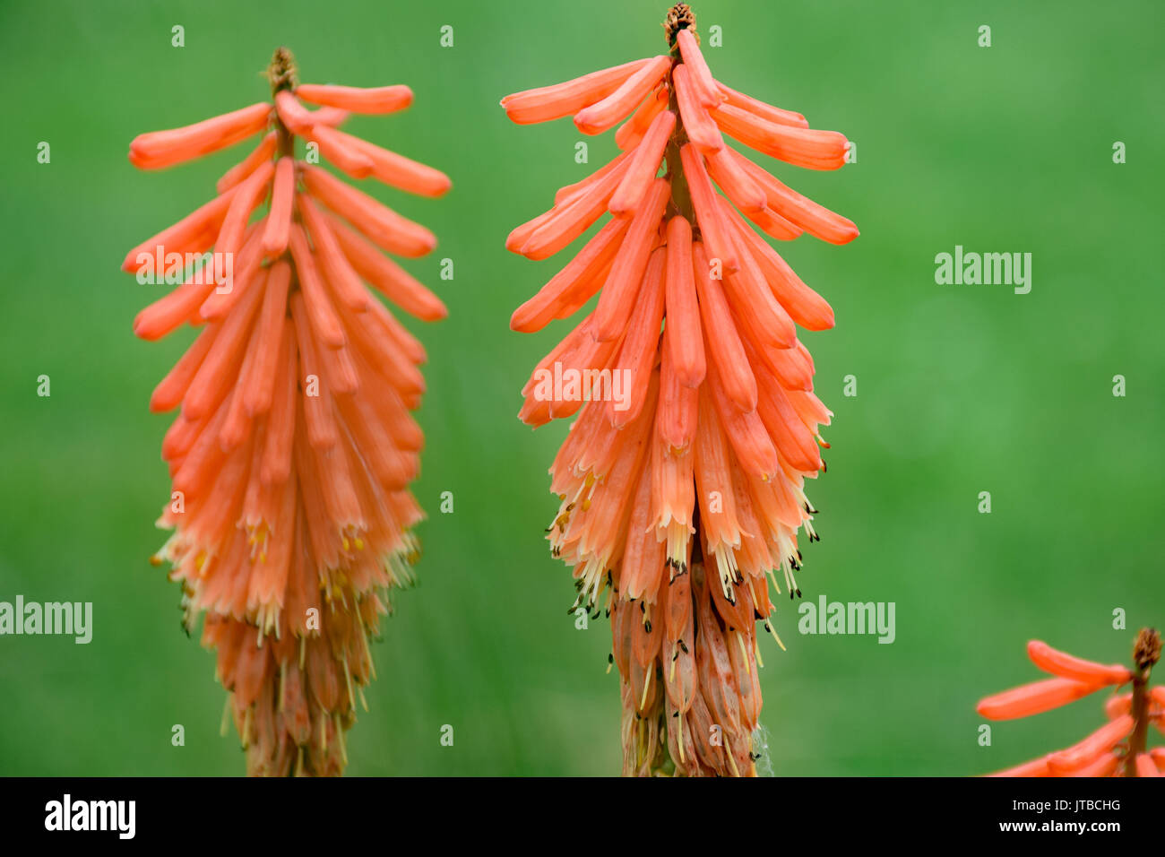 Garden red hot poker hi-res stock photography and images - Alamy