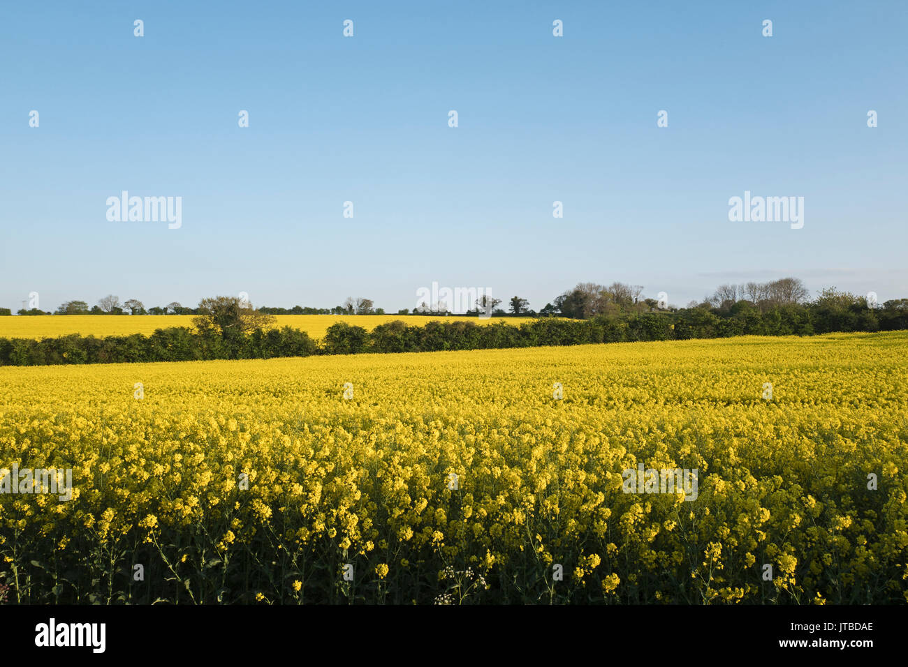Field of Oilseed rape Burnham Norfolk spring Stock Photo - Alamy