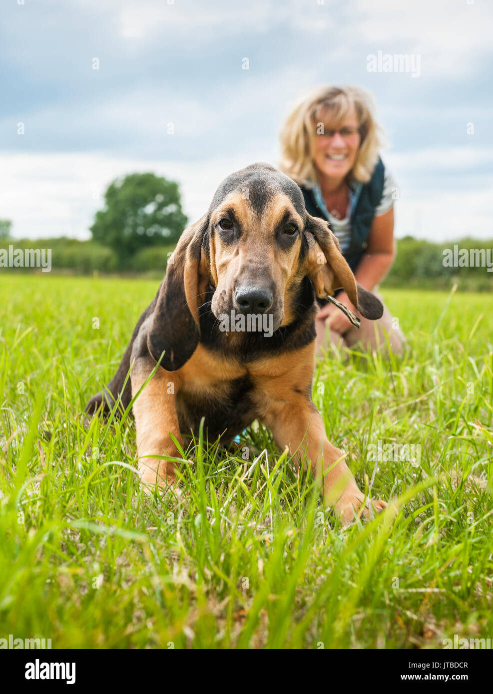 A dog owner with a young - 16 week old - bloodhound puppy out for a ...