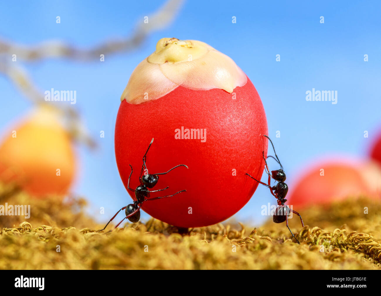 Ant Carry Food High Resolution Stock Photography and Images - Alamy