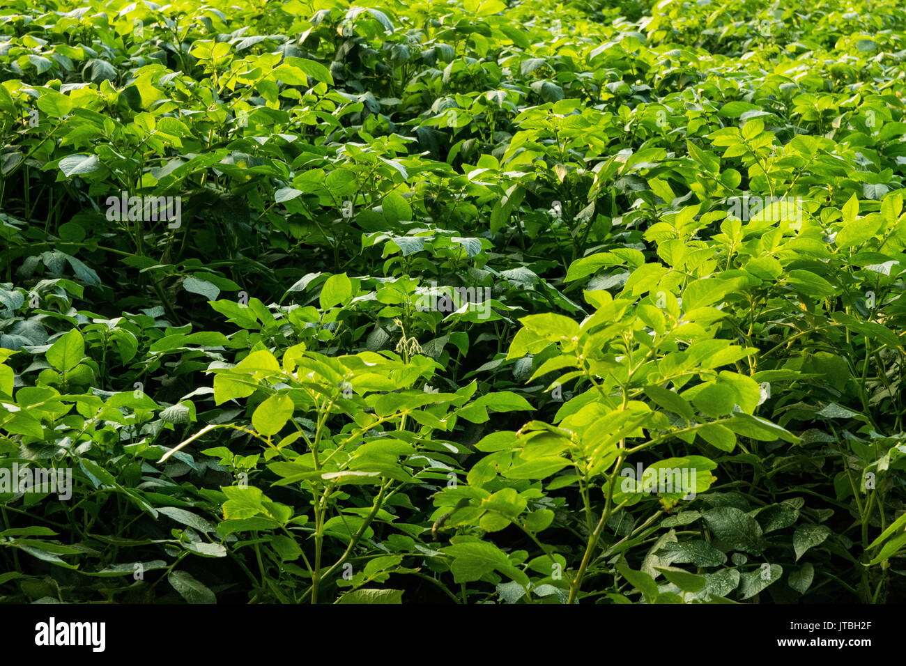 Bean crops hi-res stock photography and images - Alamy