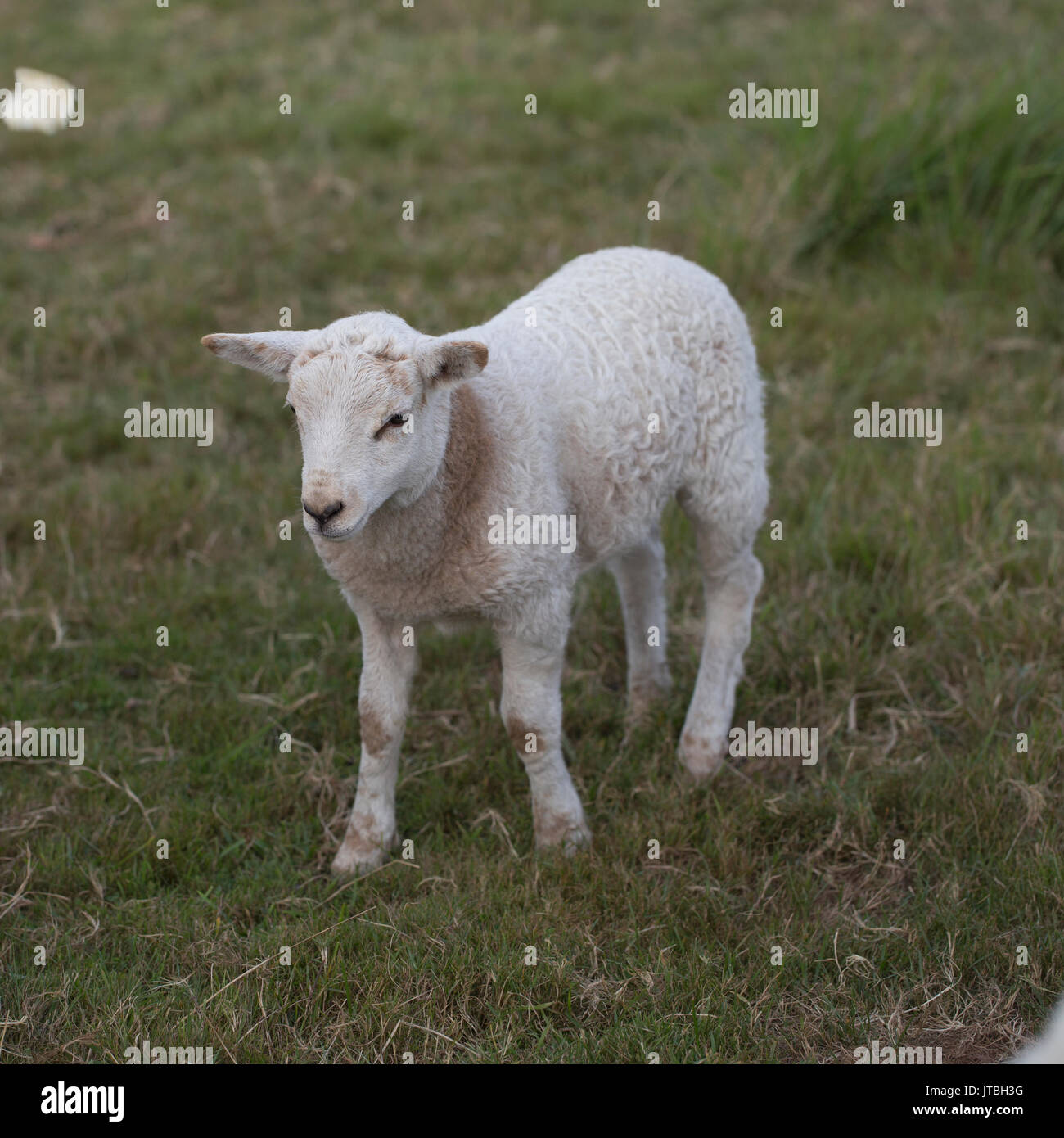 Lamb square hi-res stock photography and images - Alamy