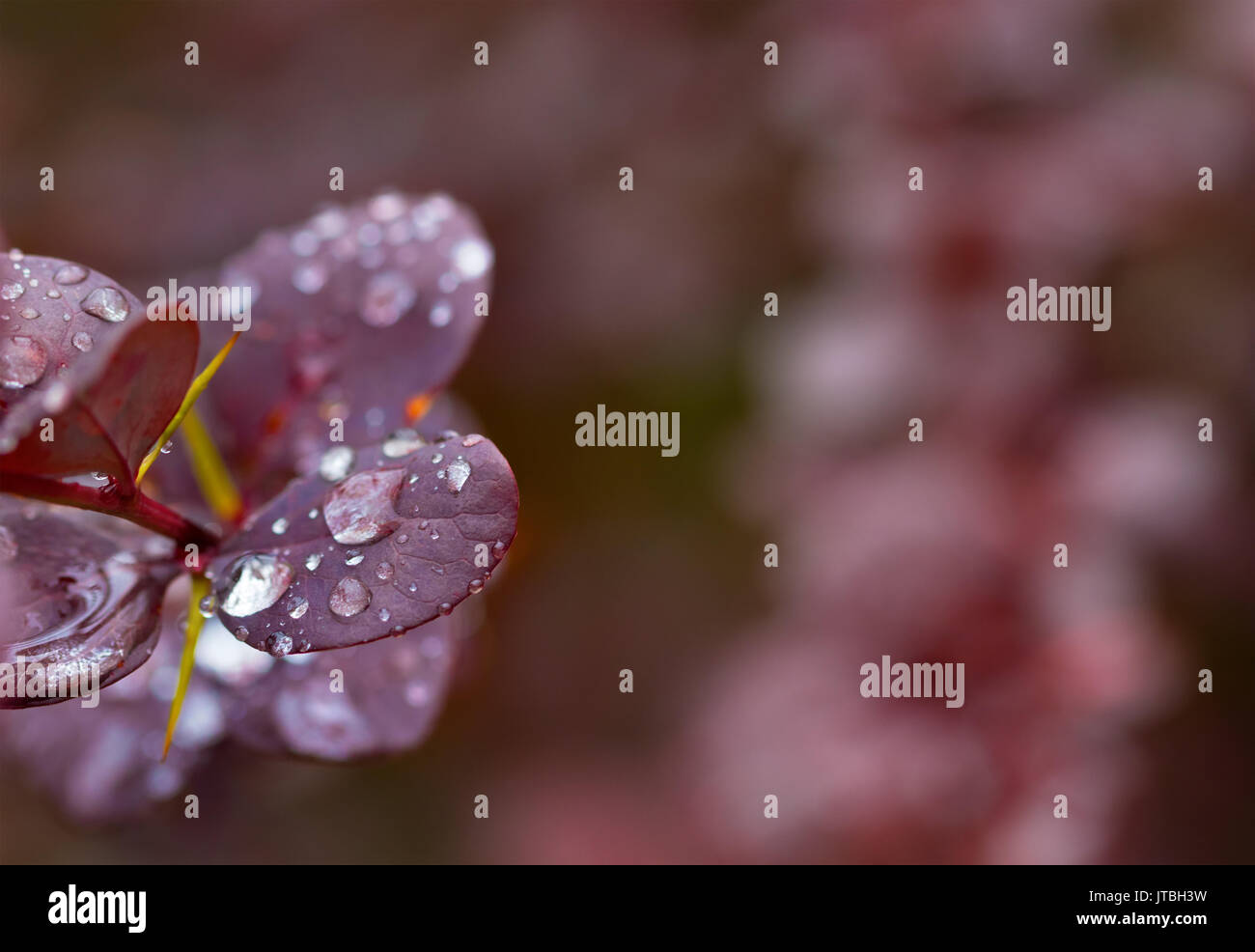 Berberis thunbergii japanese barberry thunberg hi-res stock photography ...