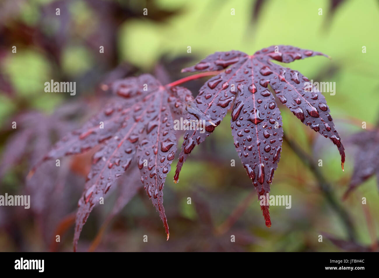 Amur maple hi-res stock photography and images - Alamy