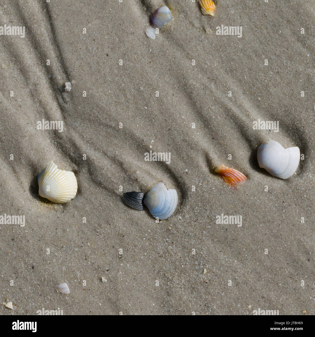 Broken shell on beach stones hi-res stock photography and images - Alamy