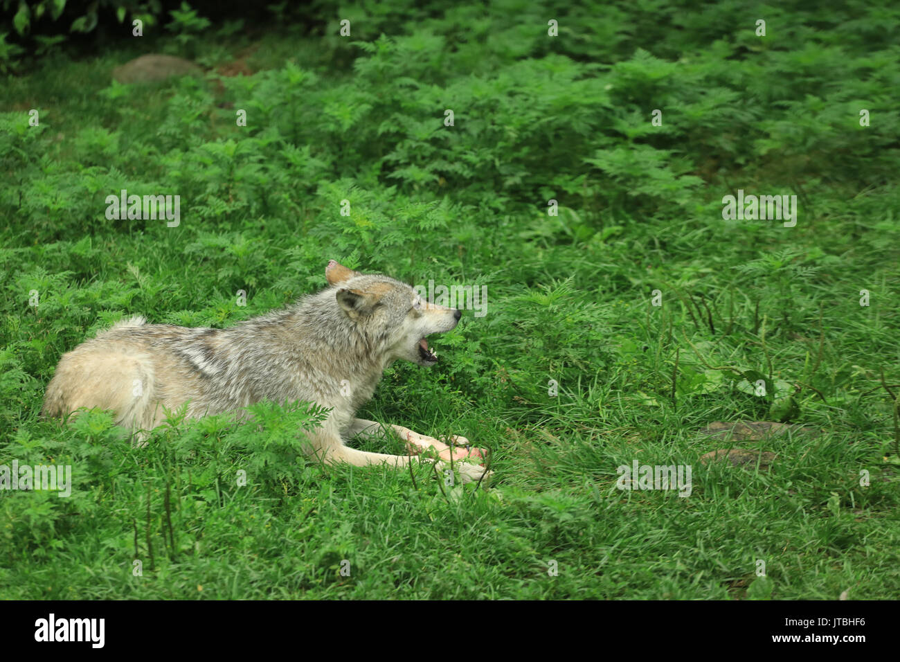 A Grey Wolf, Canis lupus, gnawing on a bone Stock Photo - Alamy